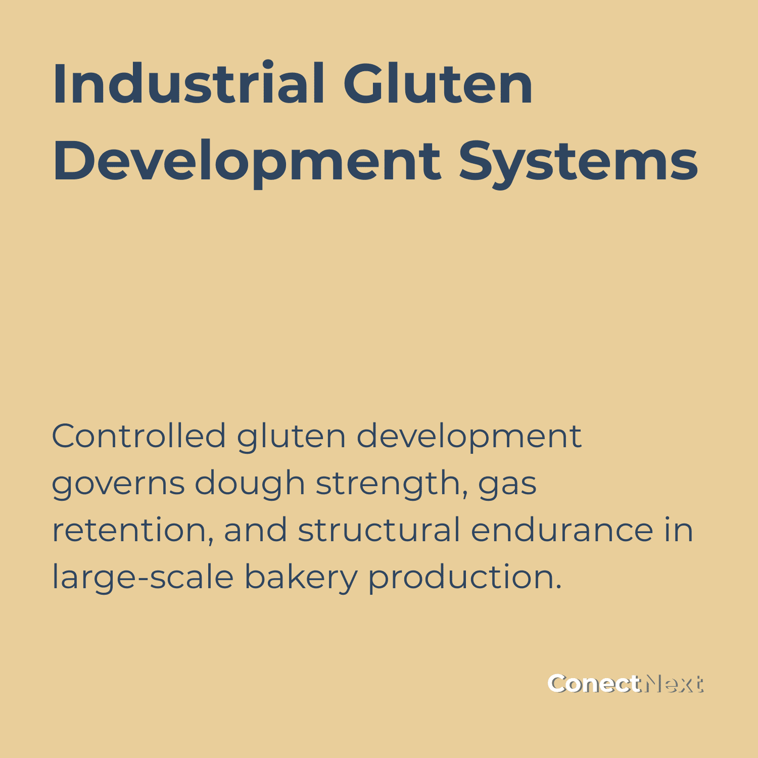 Gluten Development in Baking: Where Structure Emerges